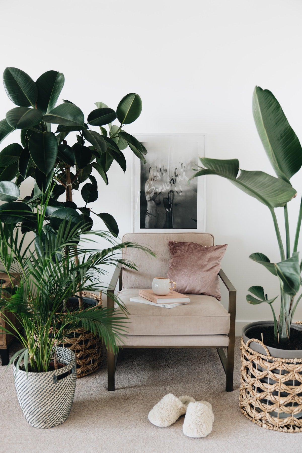 Books About Houseplants – Earth to Daisy